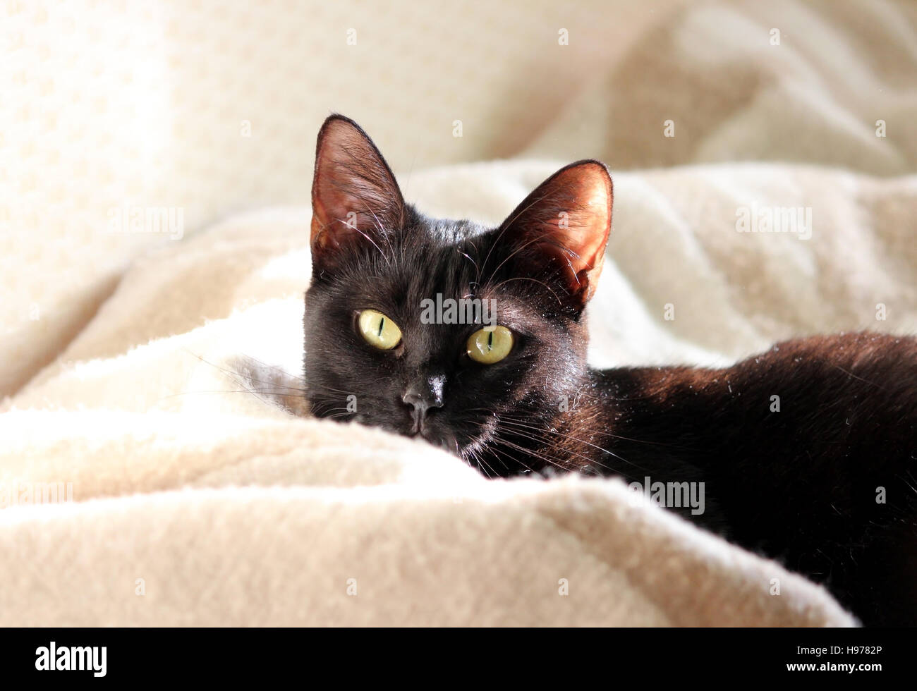 a beautiful young black cat in home interior Stock Photo - Alamy
