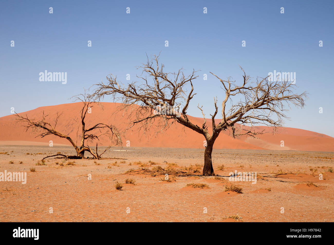 Dead tree and sand hi-res stock photography and images - Alamy