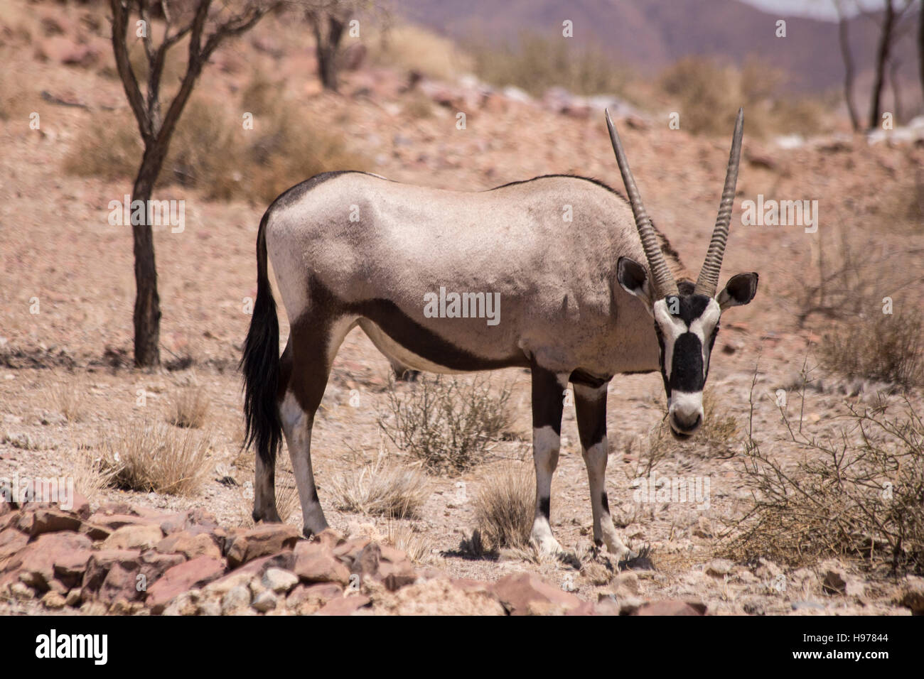 Gemsbok antelope Namibia Stock Photo - Alamy