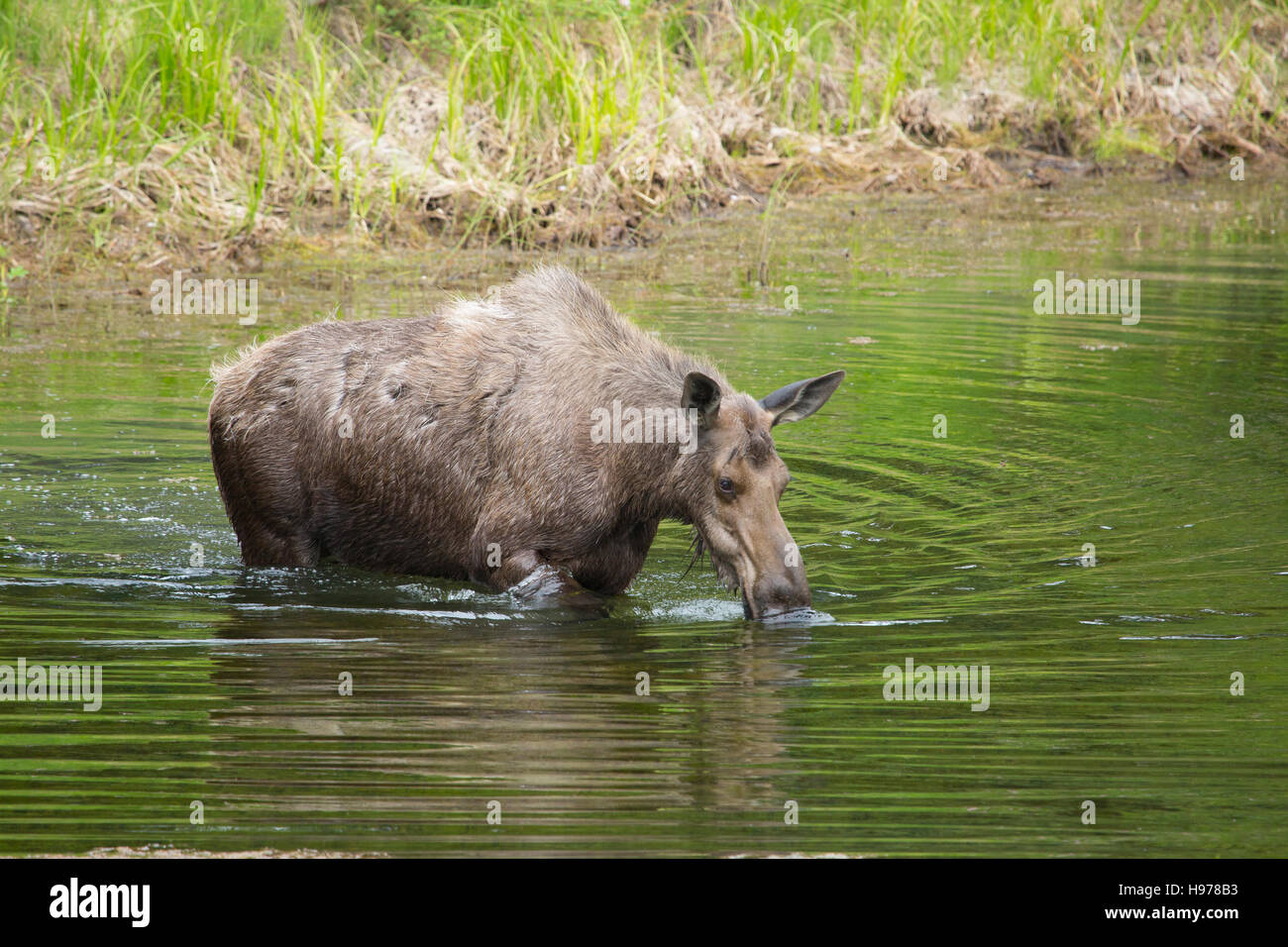 moose in alaska Stock Photo - Alamy