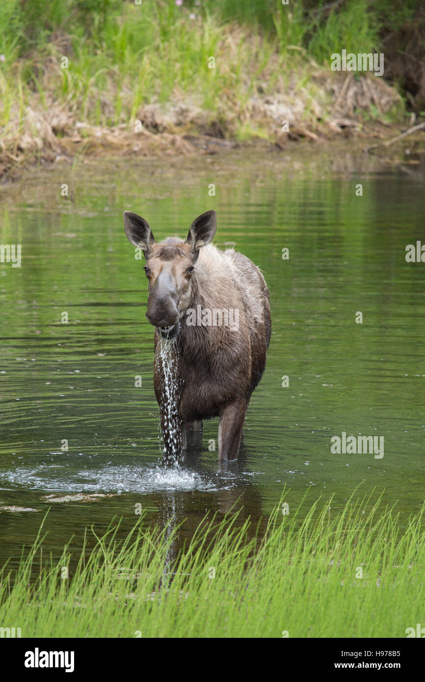 moose in alaska Stock Photo - Alamy
