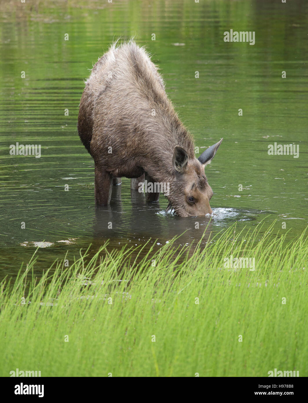 moose in alaska Stock Photo - Alamy