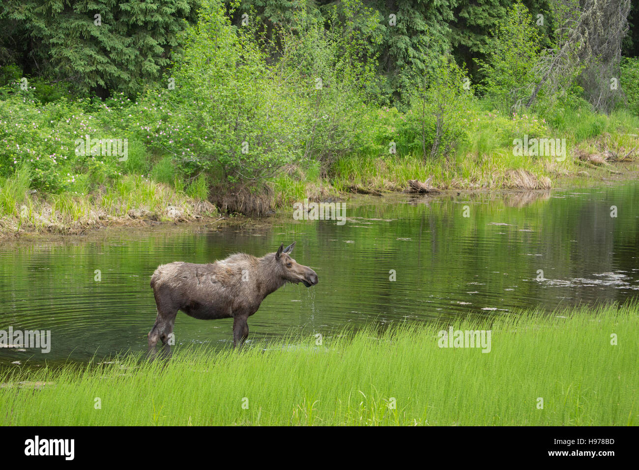 moose in alaska Stock Photo - Alamy