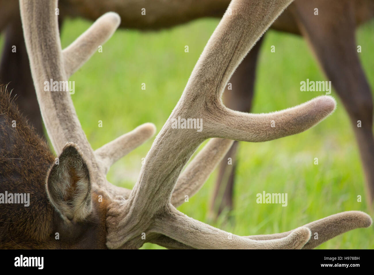 deer in alaska Stock Photo - Alamy