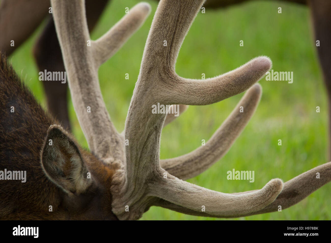 deer in alaska Stock Photo - Alamy