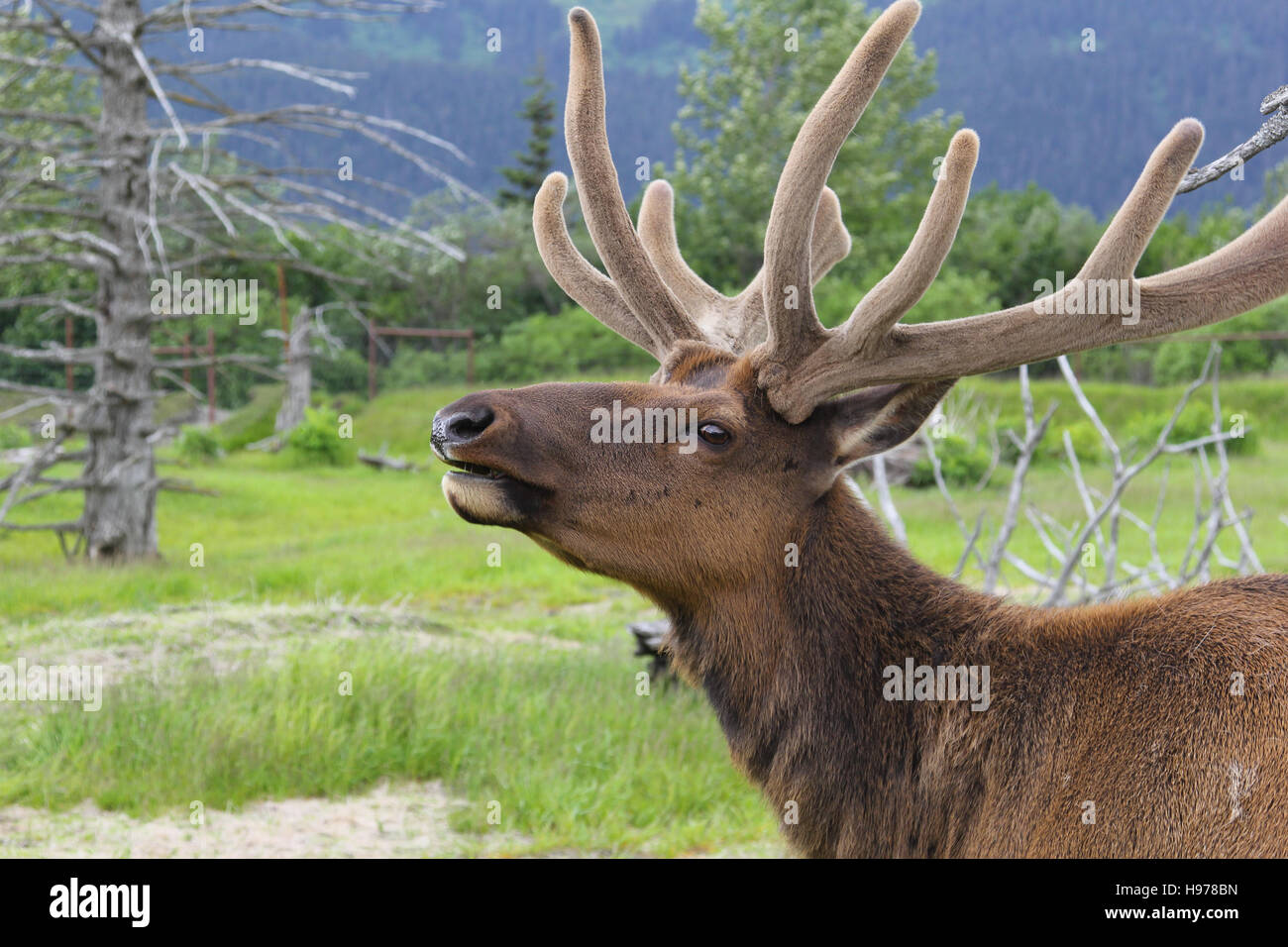 deer in alaska Stock Photo - Alamy
