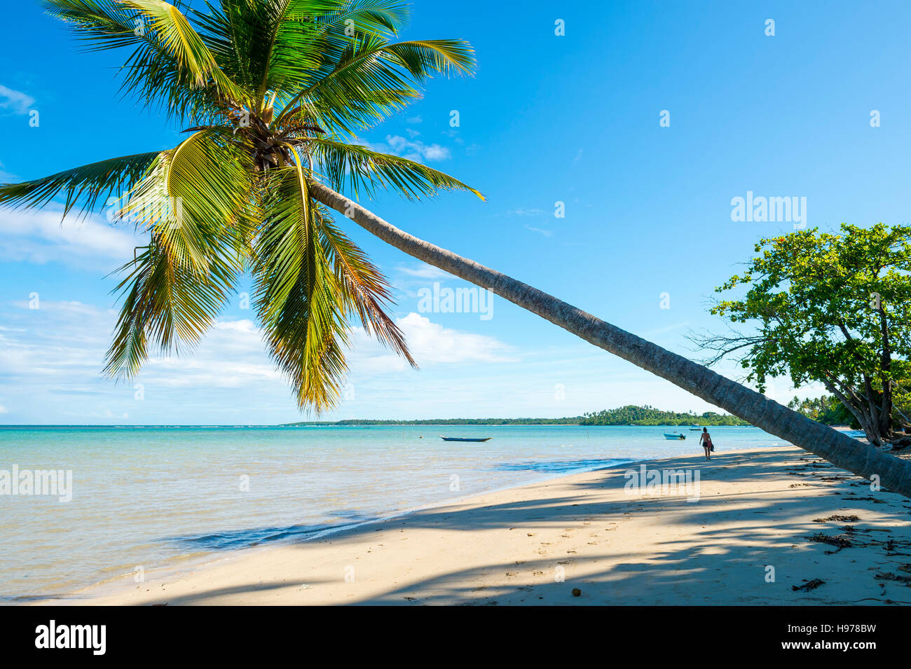 Palm trees cast shadows on wide remote tropical Brazilian island beach ...