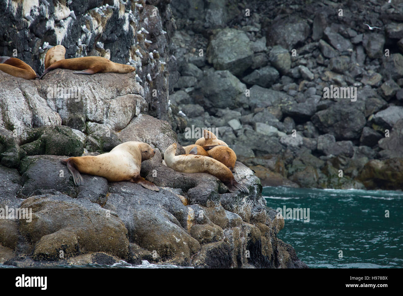 colony of seals in alaska Stock Photo - Alamy
