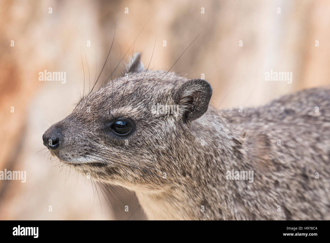 Yellow-spotted Bush Hyrax Stock Photo - Alamy