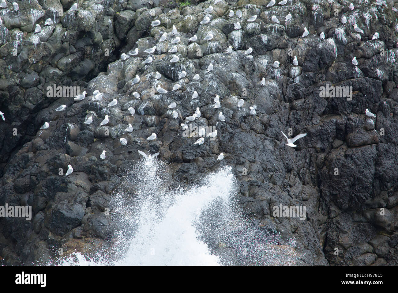 bird colony on rocks with waves in alaska Stock Photo - Alamy