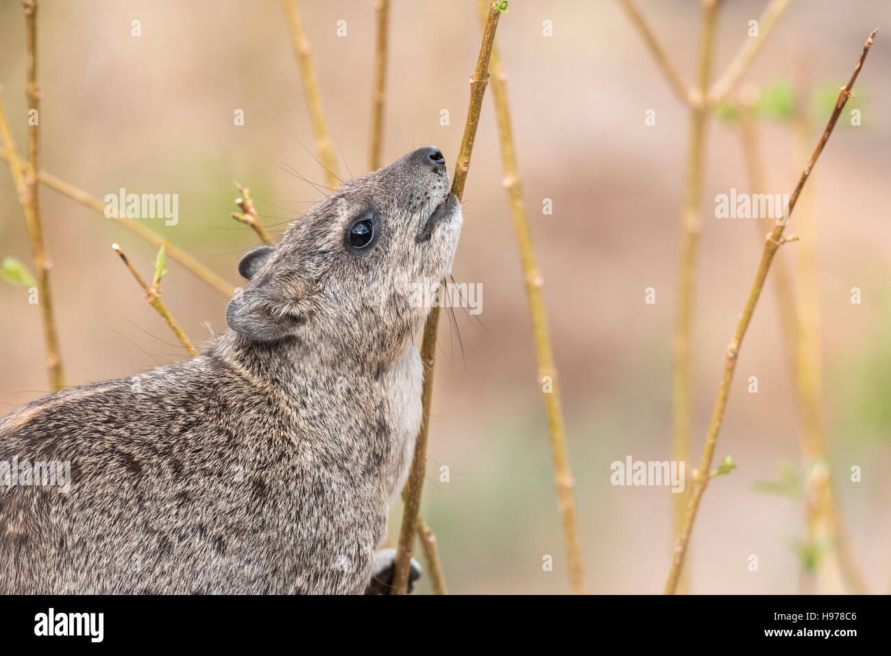 A Yellow-spotted Bush Hyrax feeding Stock Photo - Alamy