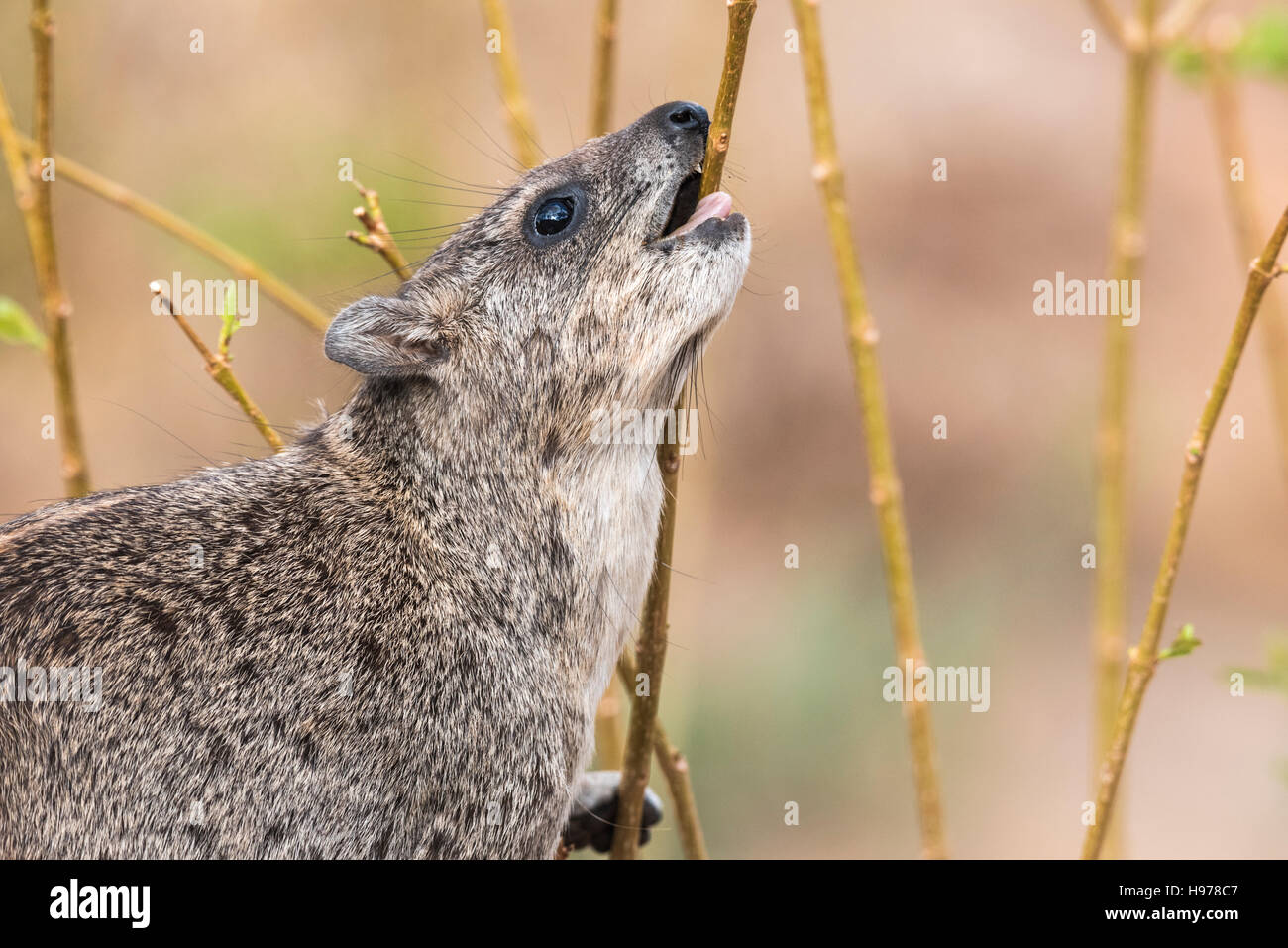 A Yellow-spotted Bush Hyrax feeding and showing a small tusk like front ...
