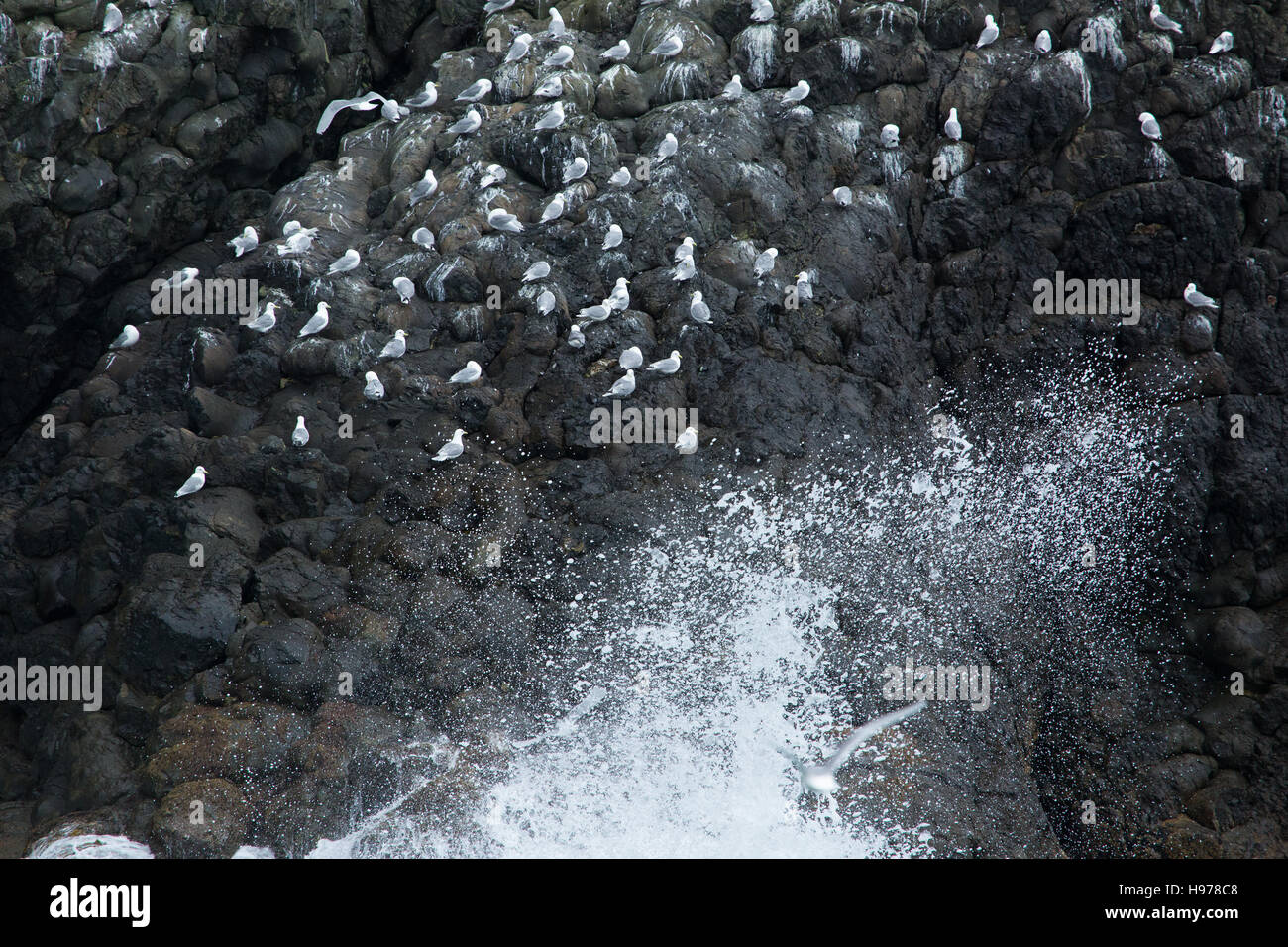 bird colony on rocks with waves in alaska Stock Photo - Alamy