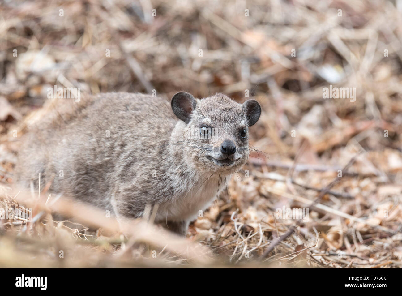 A Yellow-spotted Bush Hyrax Stock Photo - Alamy