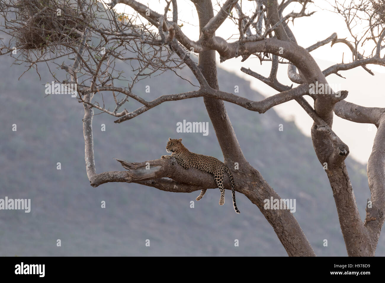 The classic image of a Leopard in a tree Stock Photo - Alamy