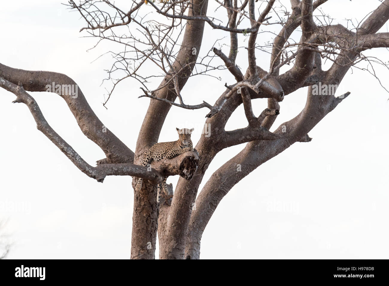 The classic image of a Leopard in a tree Stock Photo - Alamy
