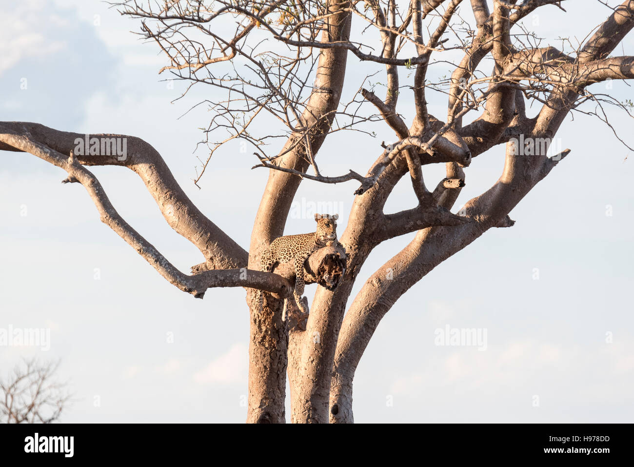 The classic image of a Leopard in a tree Stock Photo - Alamy
