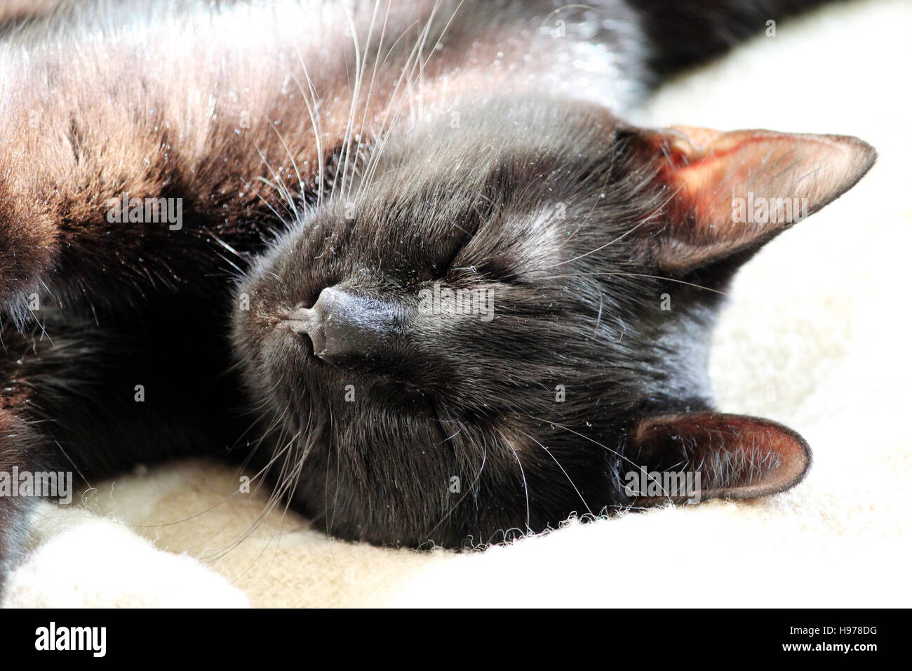 a beautiful young black cat in home interior Stock Photo - Alamy