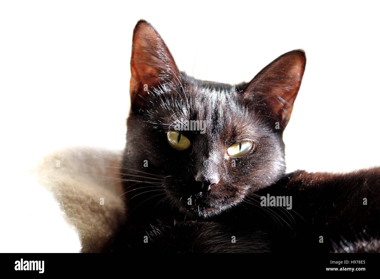 isolated beautiful young black cat in home interior Stock Photo - Alamy