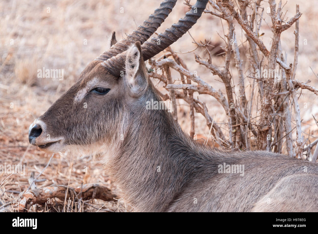 Head shot of a male Waterbuck Stock Photo - Alamy