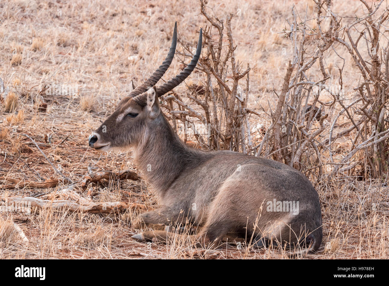 Male waterbuck side view hi-res stock photography and images - Alamy
