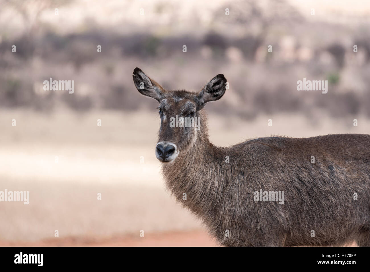 Head and shoulders shot of a female Waterbuck Stock Photo - Alamy