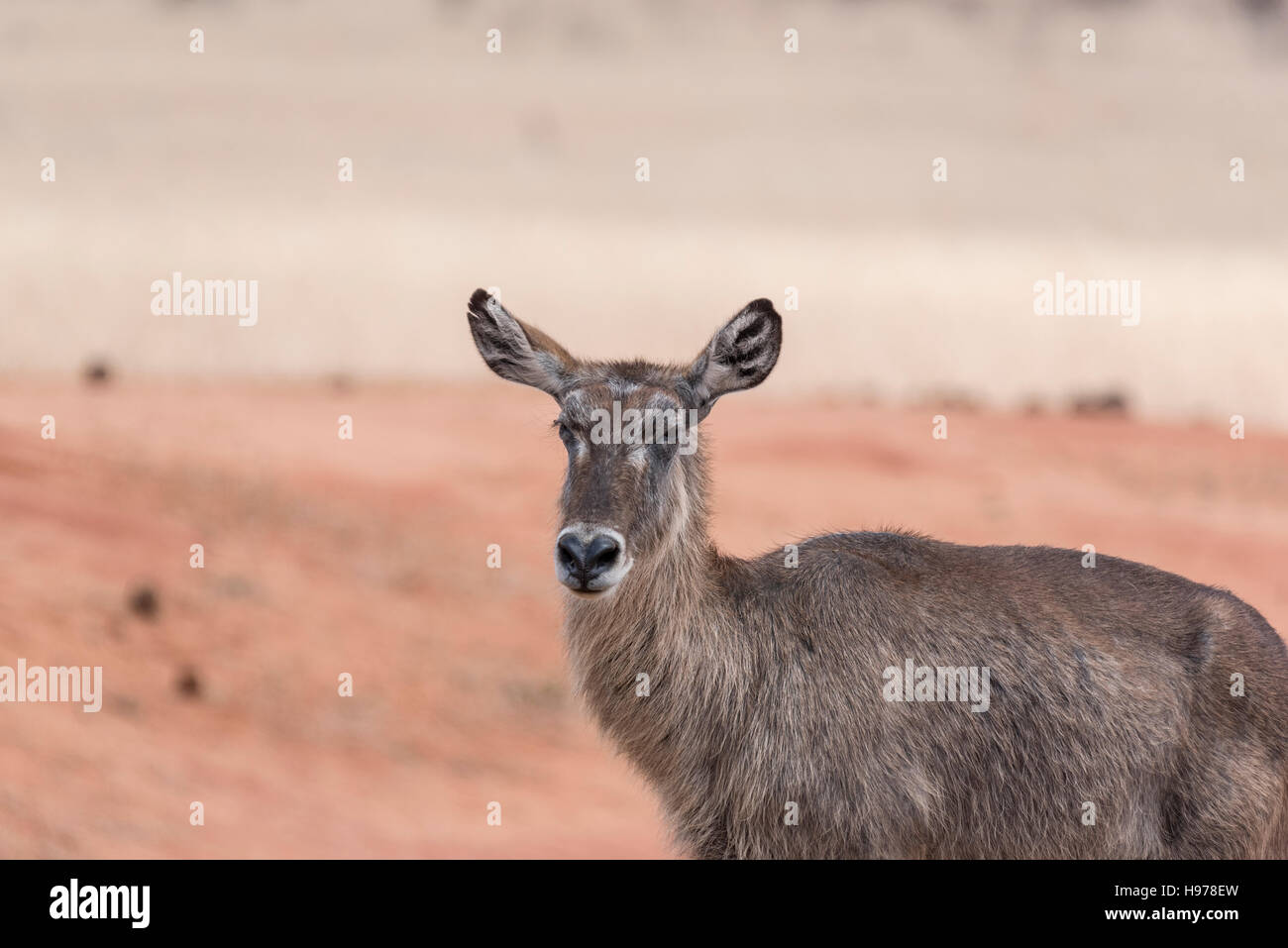 Common waternuck hi-res stock photography and images - Alamy