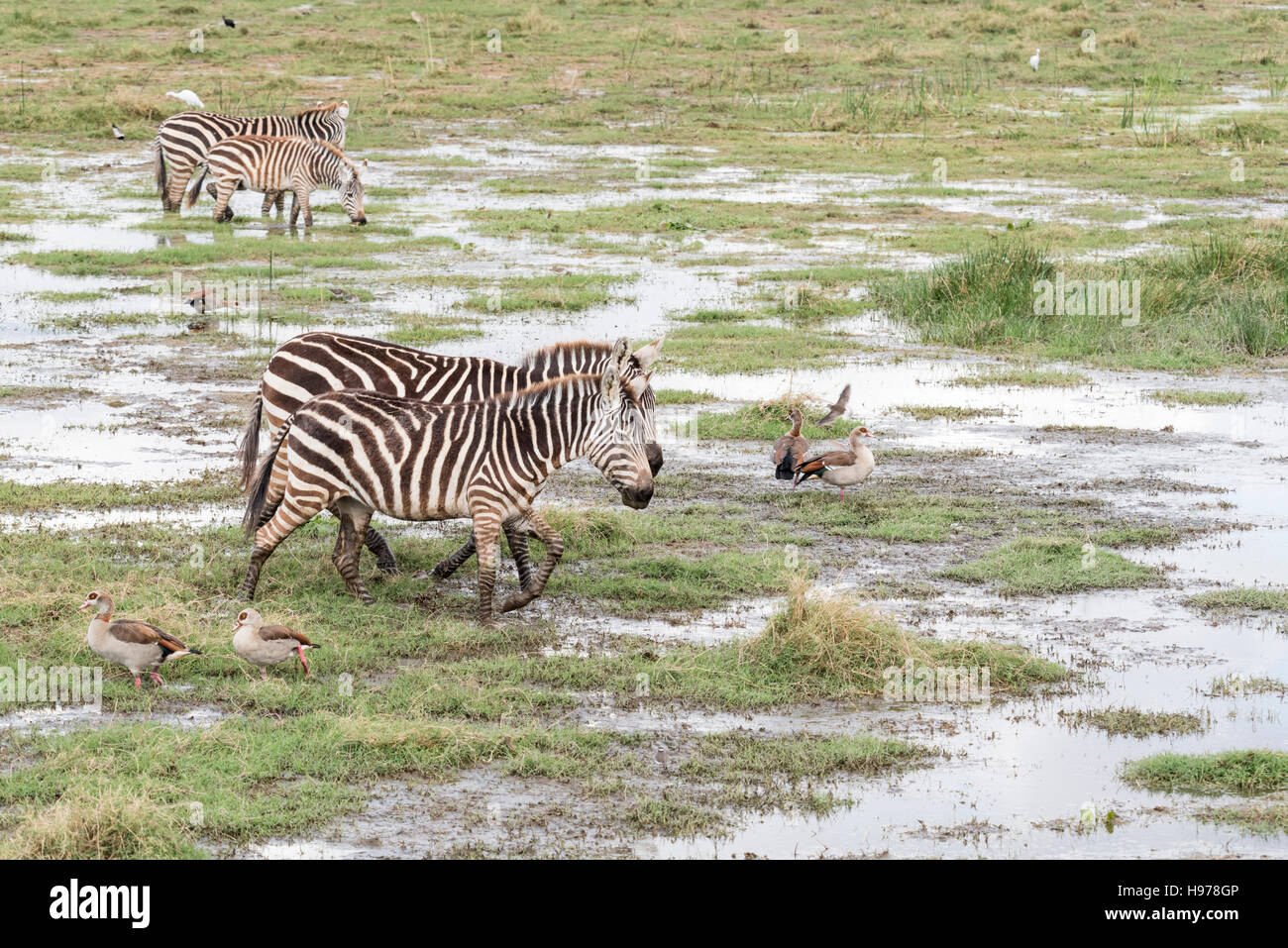 Zebra feeding hi-res stock photography and images - Alamy