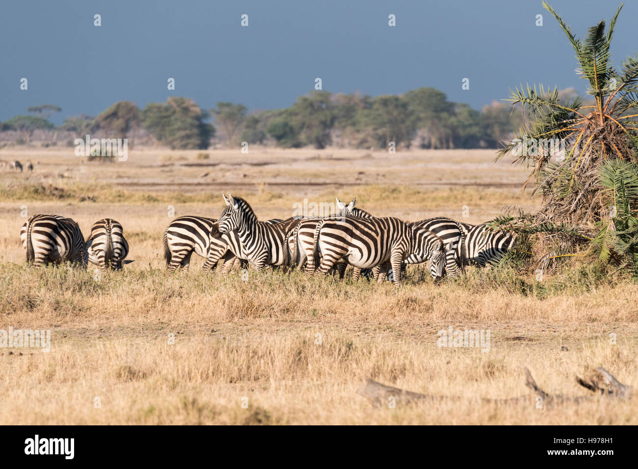 Central Common Zebra High Resolution Stock Photography and Images - Alamy