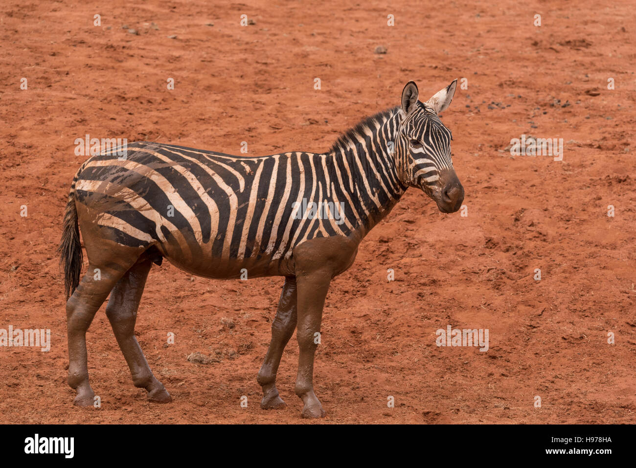 Horselike High Resolution Stock Photography and Images - Alamy