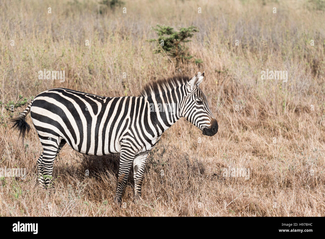 A standing Common or Plains Zebra Stock Photo - Alamy