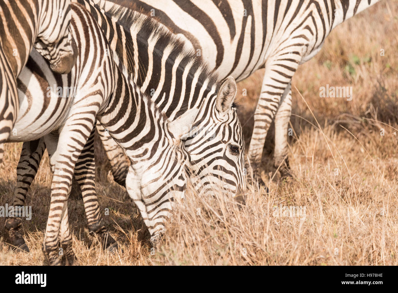 Common plains zebra equus quagga hi-res stock photography and images ...