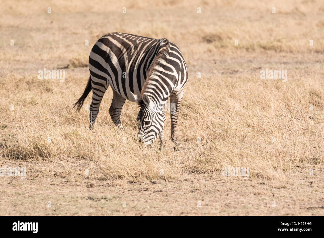 Zebra grazing dry grass hi-res stock photography and images - Alamy