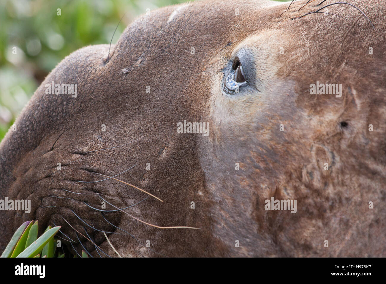 close up of elephant bull seal Stock Photo - Alamy