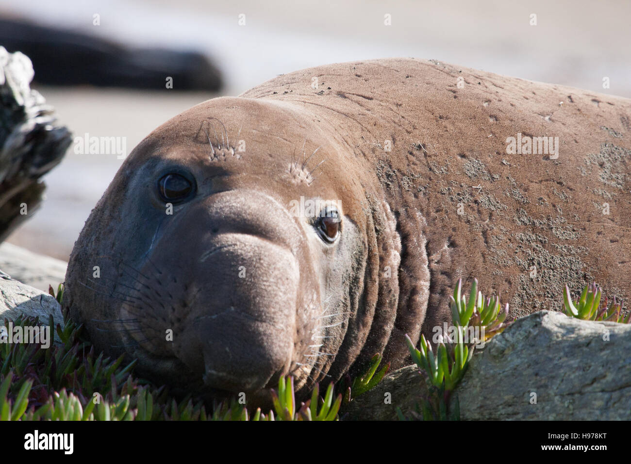 close up of elephant bull seal Stock Photo - Alamy