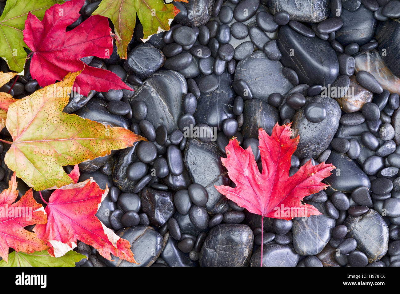 Conceptual view of Different sizes Black River Rocks with Colorful ...