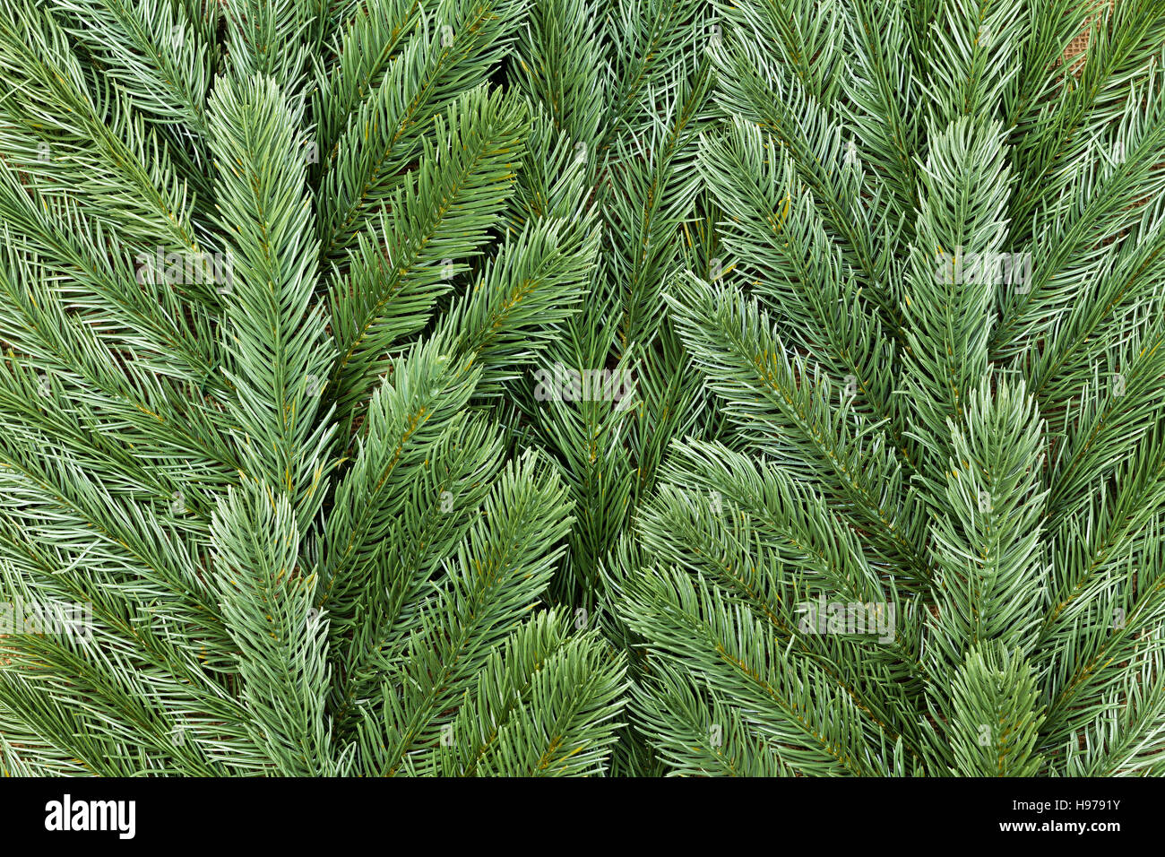 Plastic pine tree hi-res stock photography and images - Alamy
