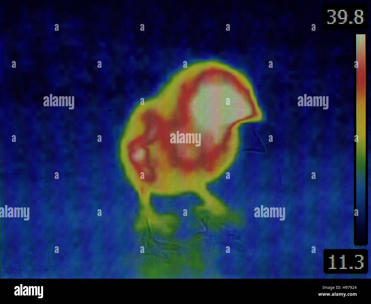 Bird Flu Disease Inspection with Thermal Imaging Infrared Camera Stock ...