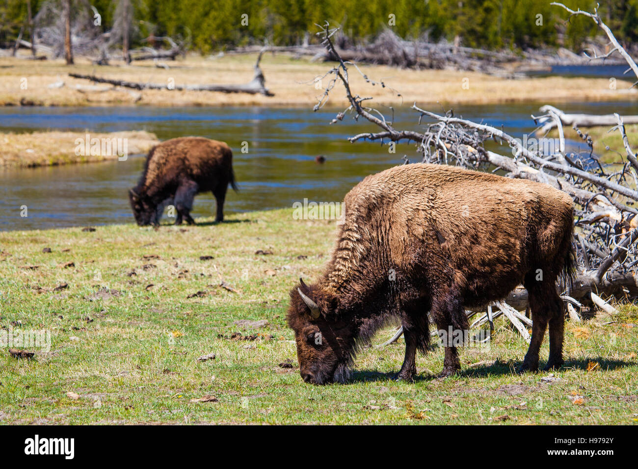 large buffalo in the landscape of yellowstone national park Stock Photo ...
