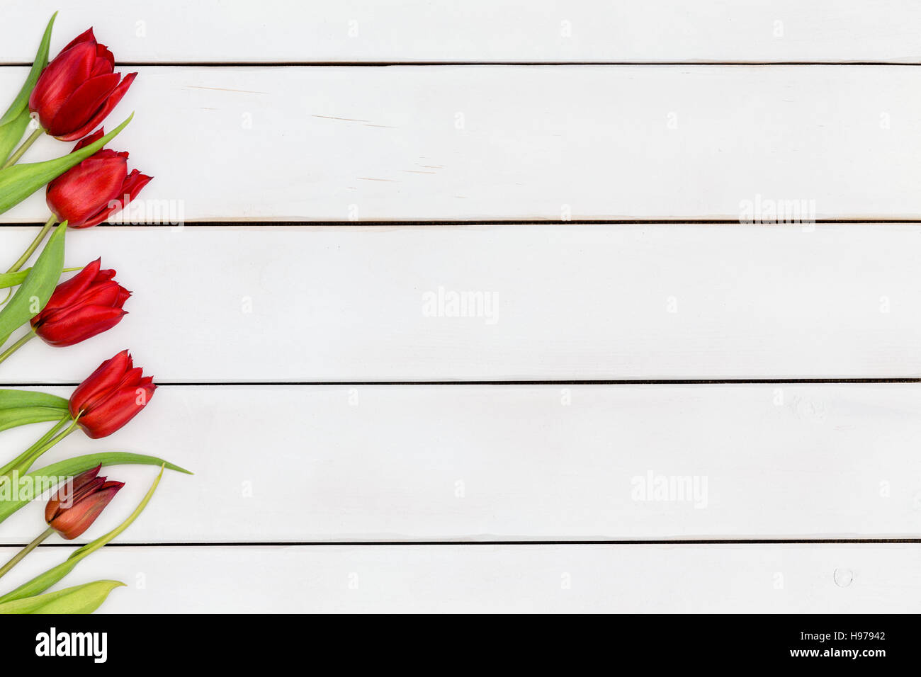 Colorful diagonally angled scarlet red fresh spring tulip border with ...