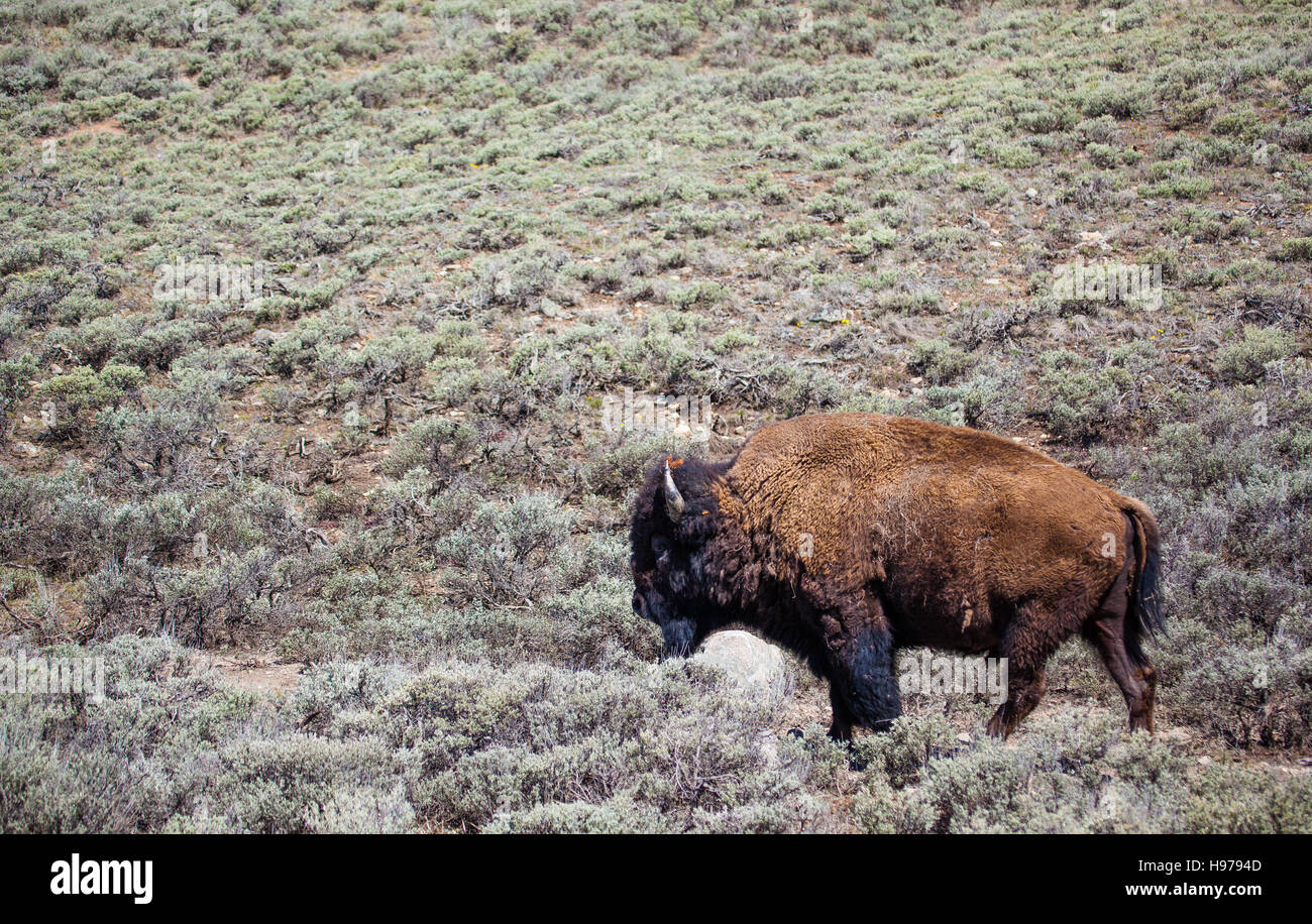 large male buffalo in the landscape of yellowstone national park Stock ...