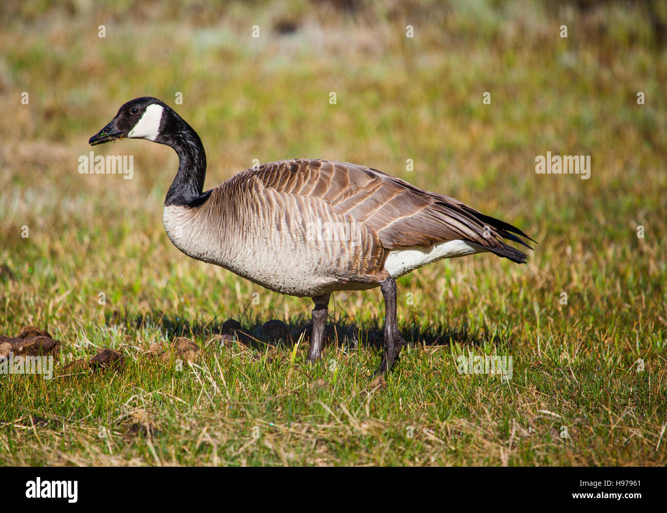 Canadian grass hi-res stock photography and images - Alamy