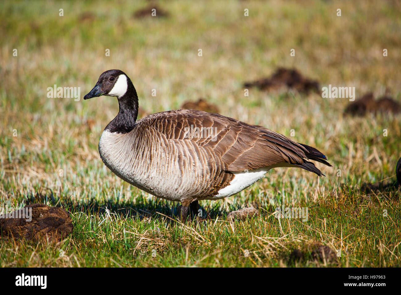 Yellowstone bird hi-res stock photography and images - Alamy
