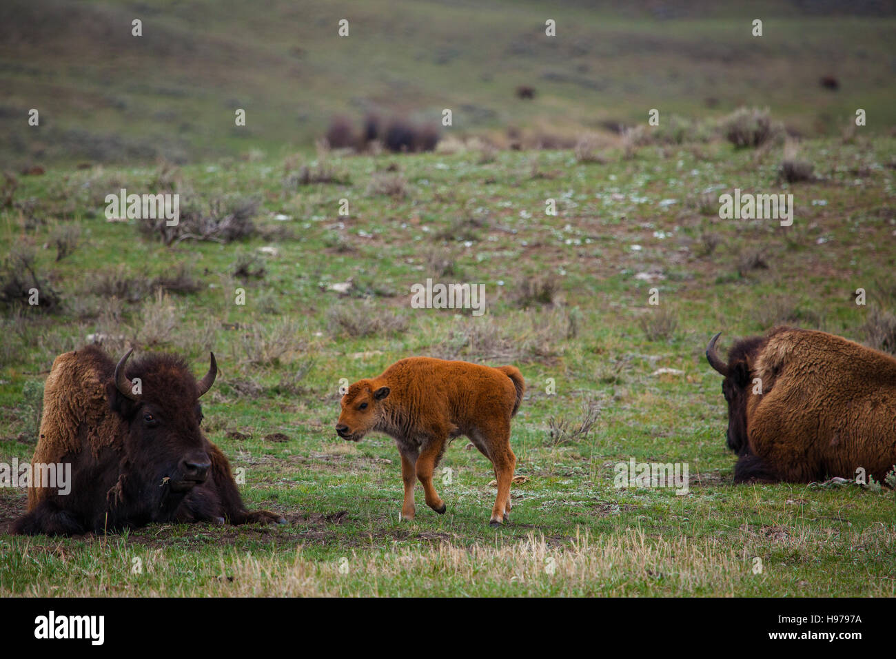 family of bison in yellowstone national park Stock Photo - Alamy