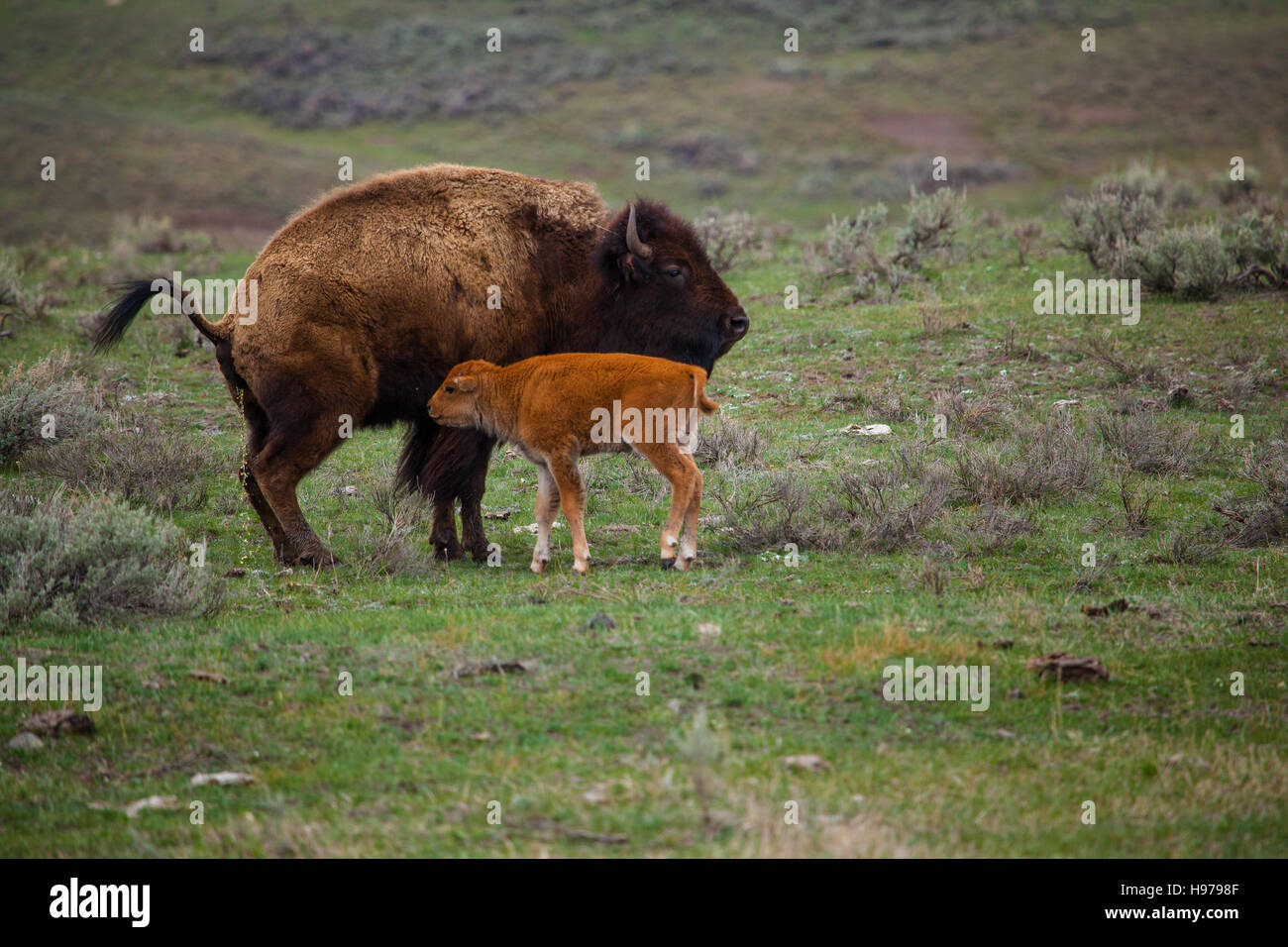 baby buffalo with its mother in yellowstone national park Stock Photo ...