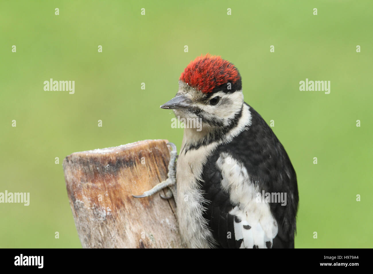 Baby woodpecker hi-res stock photography and images - Alamy