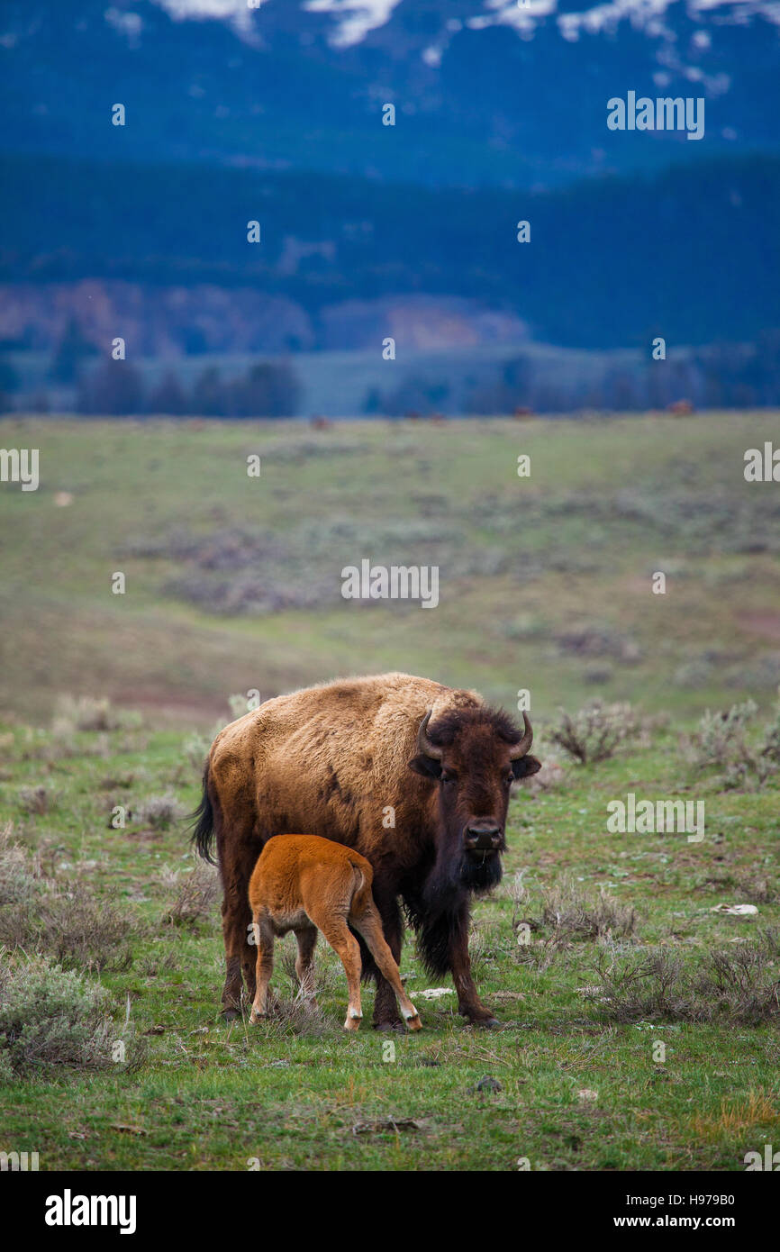 Baby bison hi-res stock photography and images - Alamy