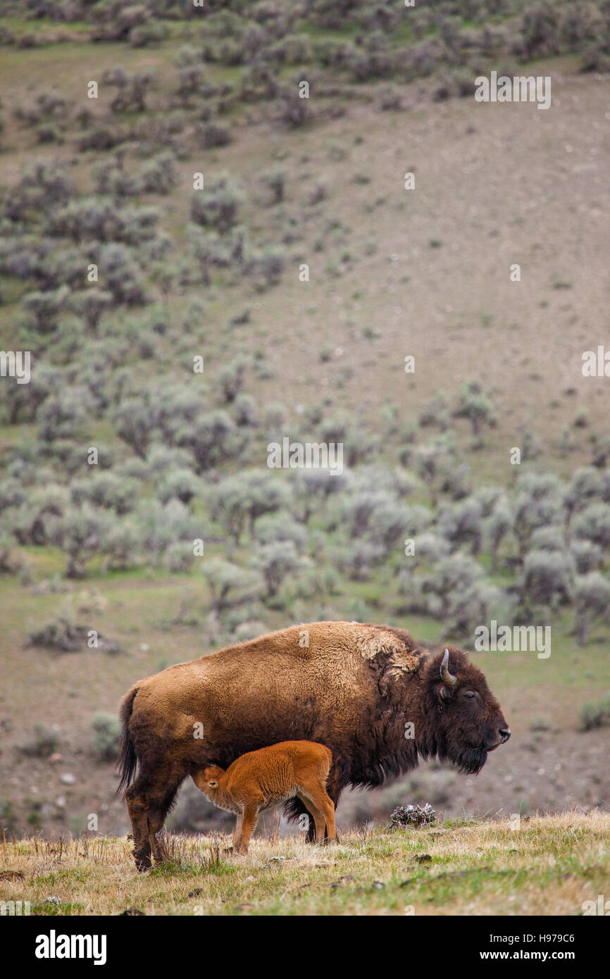 Bison hunt hi-res stock photography and images - Alamy