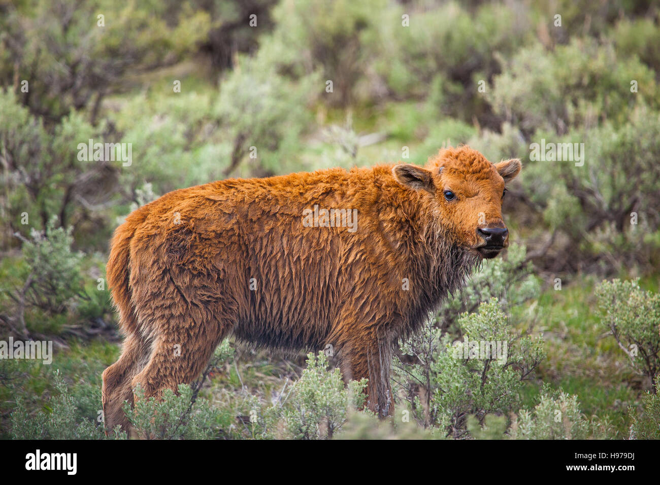 baby buffalo in grass Stock Photo - Alamy