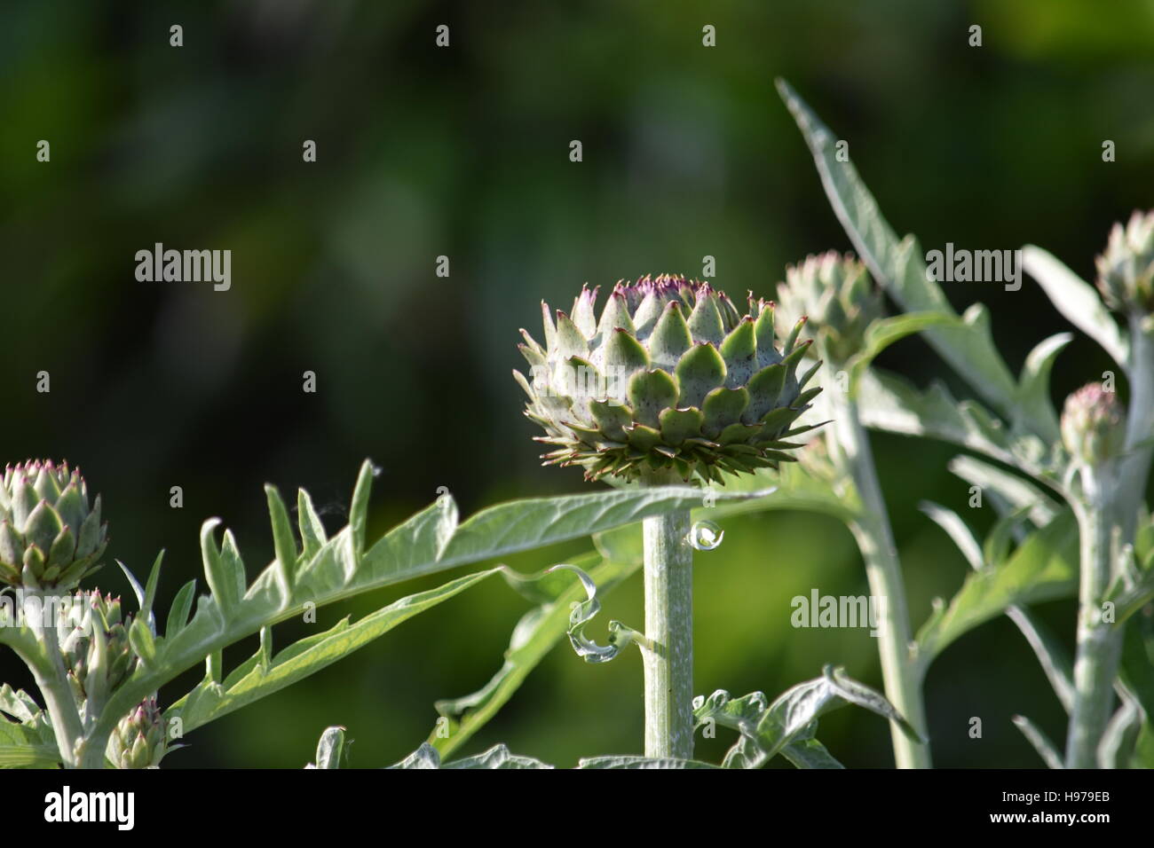 Bloem hi-res stock photography and images - Alamy